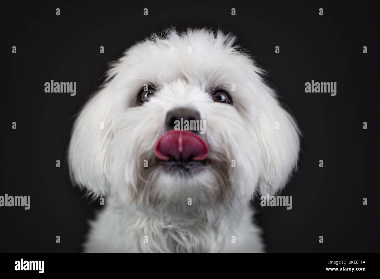 Bichon Frise Portrait Stock Photo - Alamy