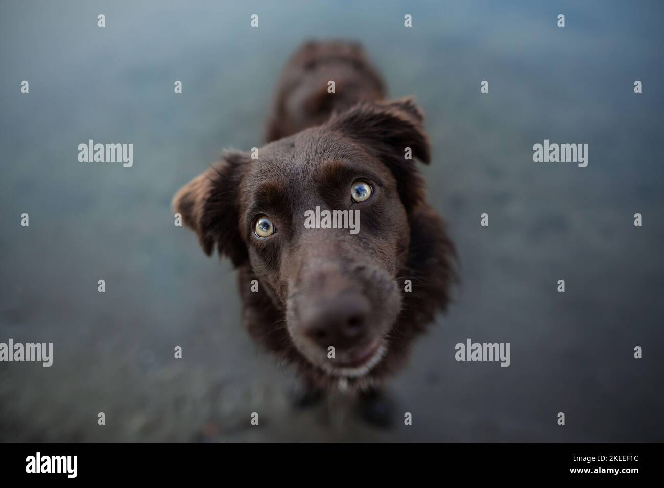 Shepherd dog looks up head hi-res stock photography and images - Alamy