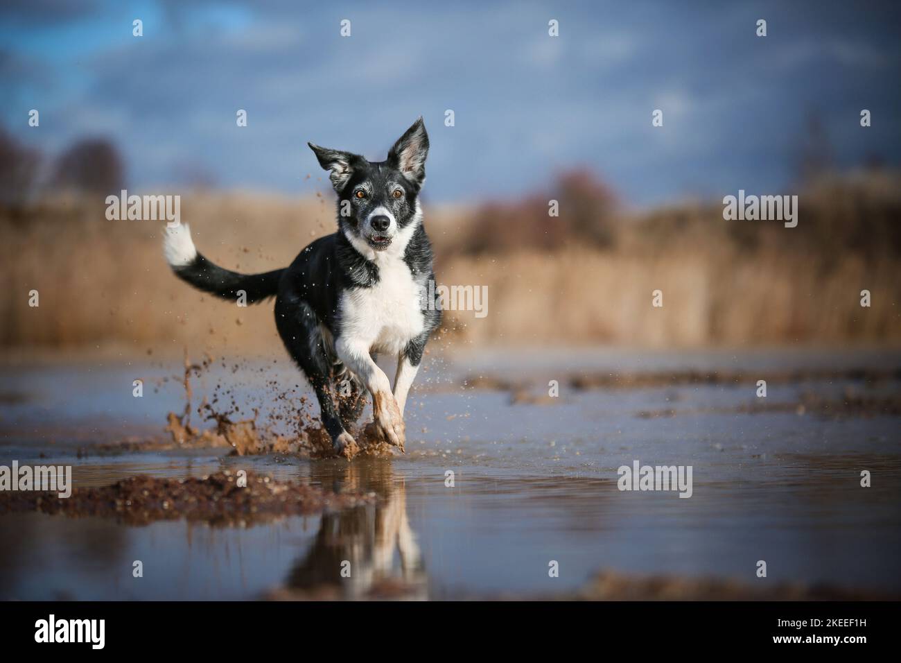 Shorthaired border collie hi-res stock photography and images - Alamy