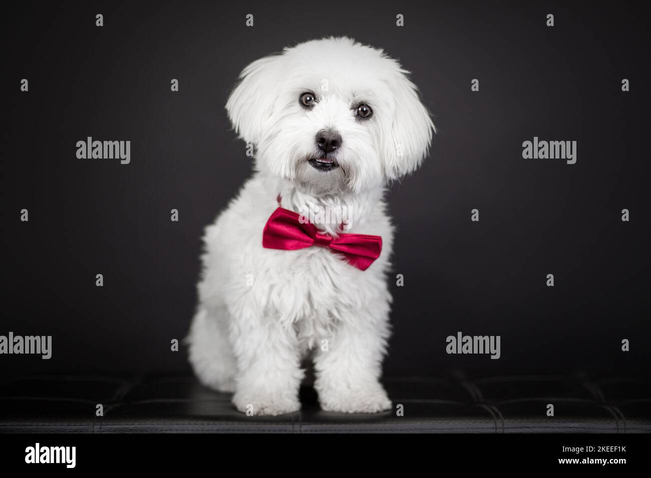 sitting Bichon Frise Stock Photo - Alamy