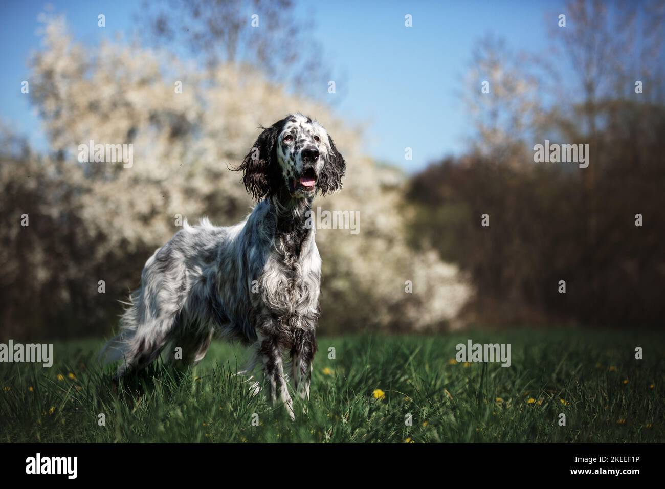 Two english setters hi-res stock photography and images - Alamy