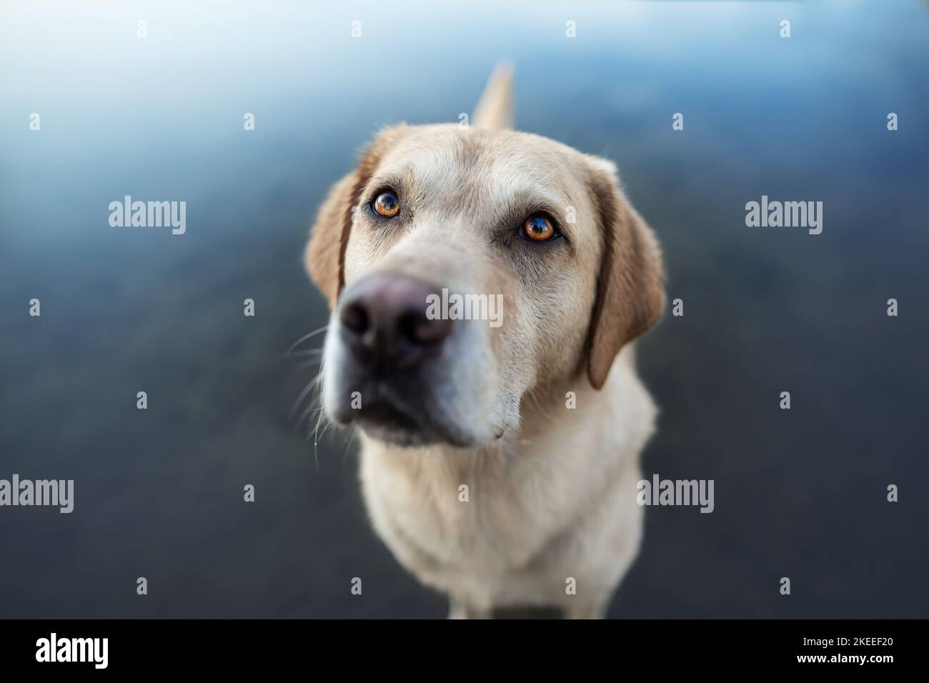 Labrador Retriever Portrait Stock Photo - Alamy