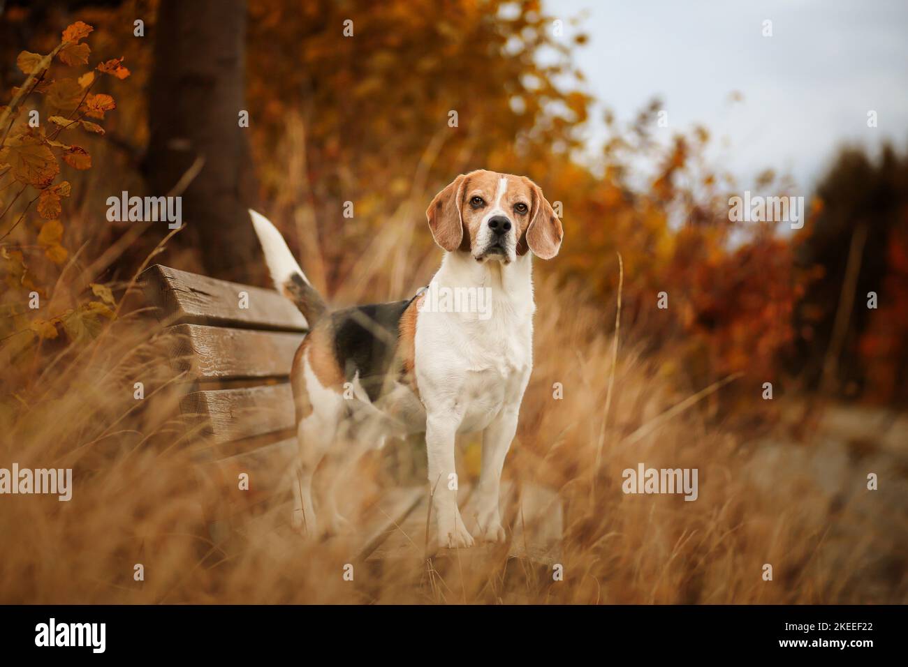 Beagle bank hi-res stock photography and images - Alamy