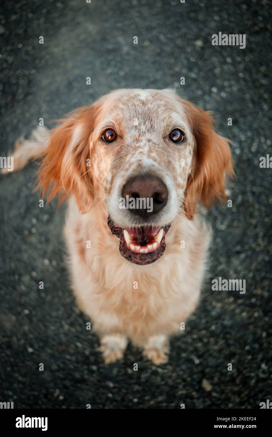 sitting English Setter Stock Photo - Alamy