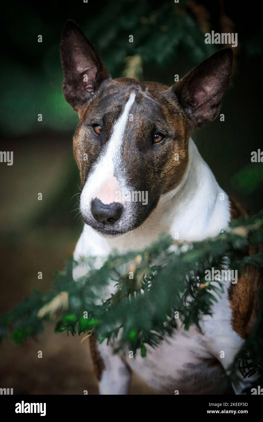 Miniature Bull Terrier Portrait Stock Photo - Alamy