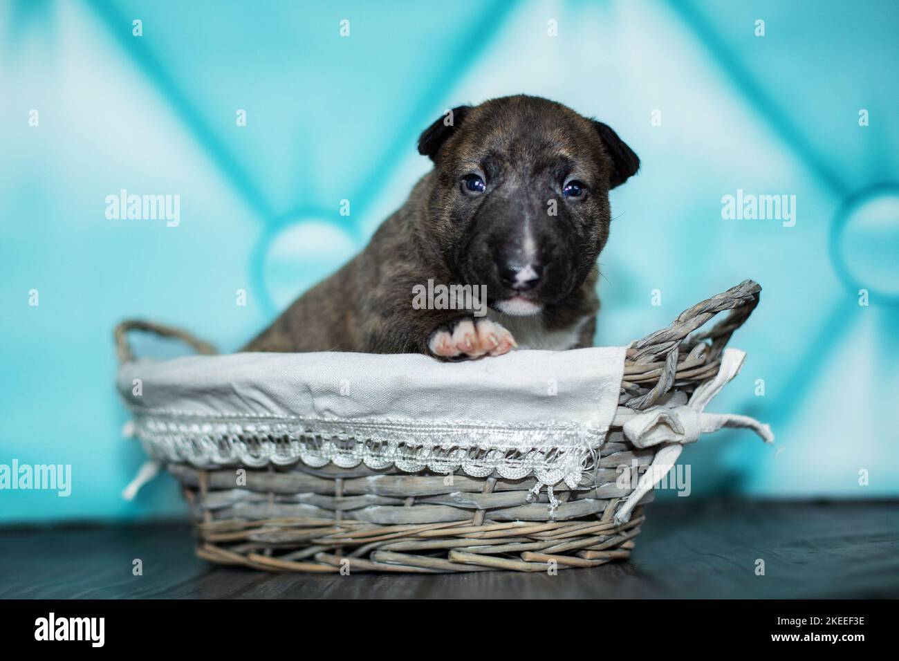 Miniature Bull Terrier Puppy Stock Photo - Alamy