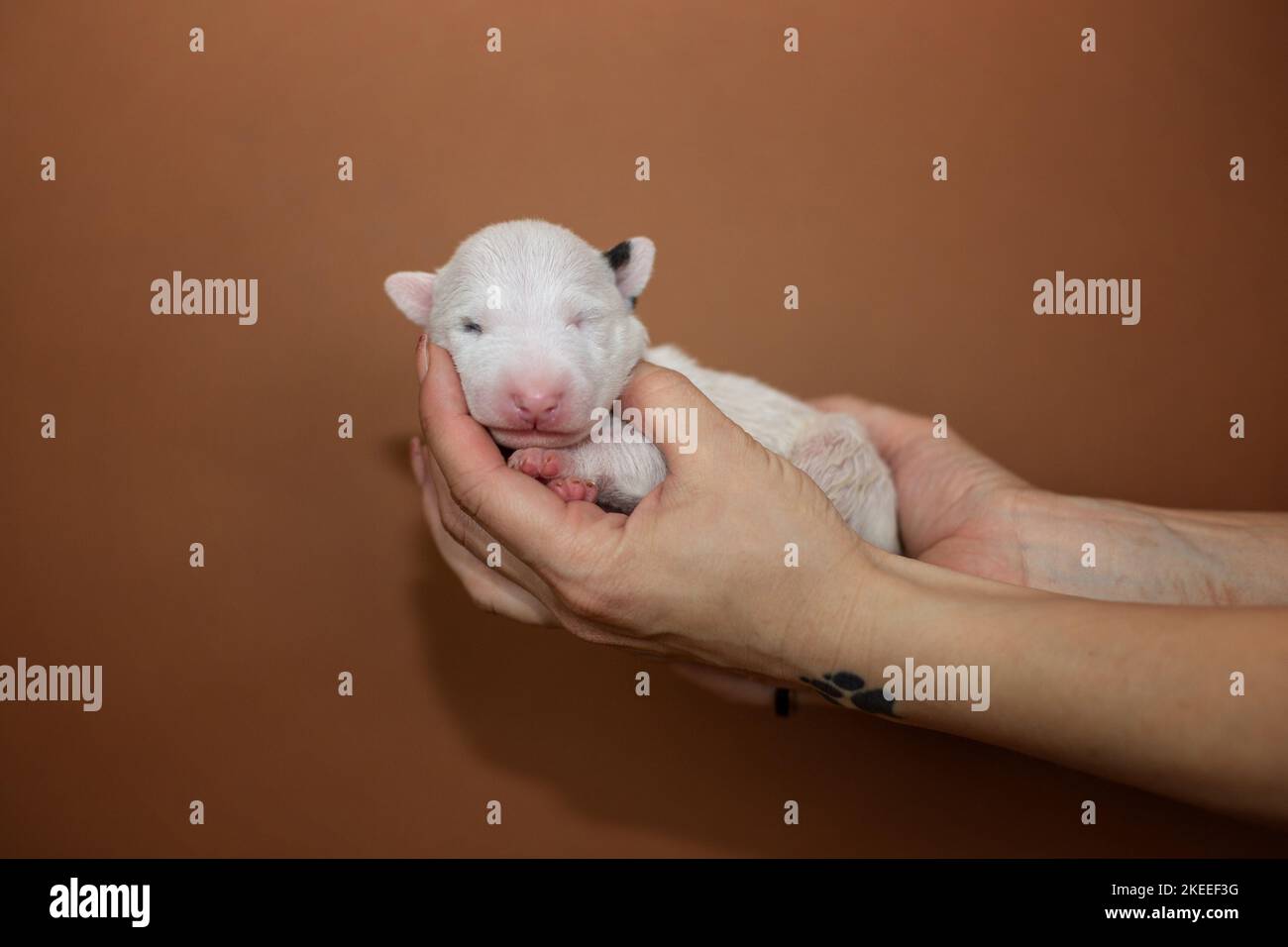 Miniature Bull Terrier Puppy Stock Photo - Alamy