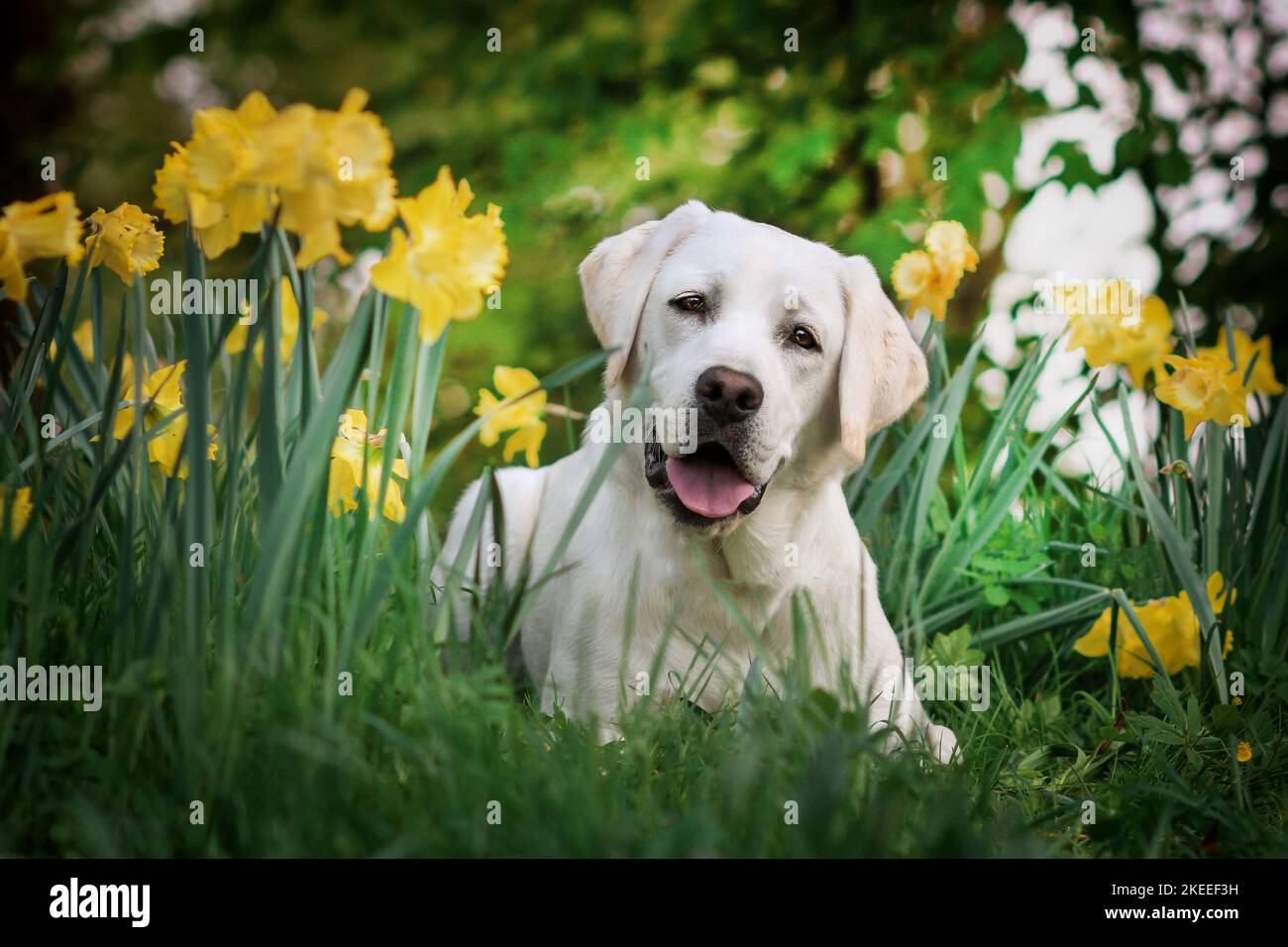 Pale grass lily flowers hi-res stock photography and images - Alamy
