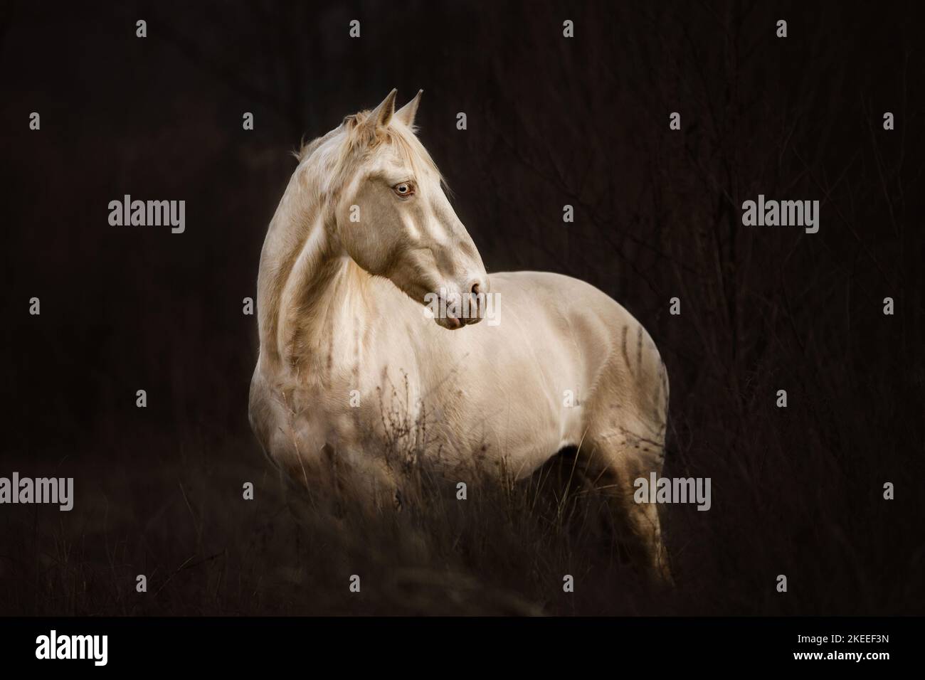 Lusitano horses heads hi-res stock photography and images - Alamy