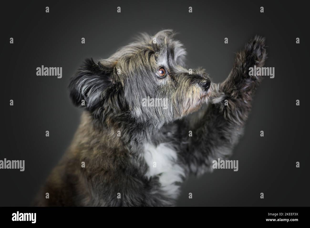 mongrel gives paw Stock Photo - Alamy