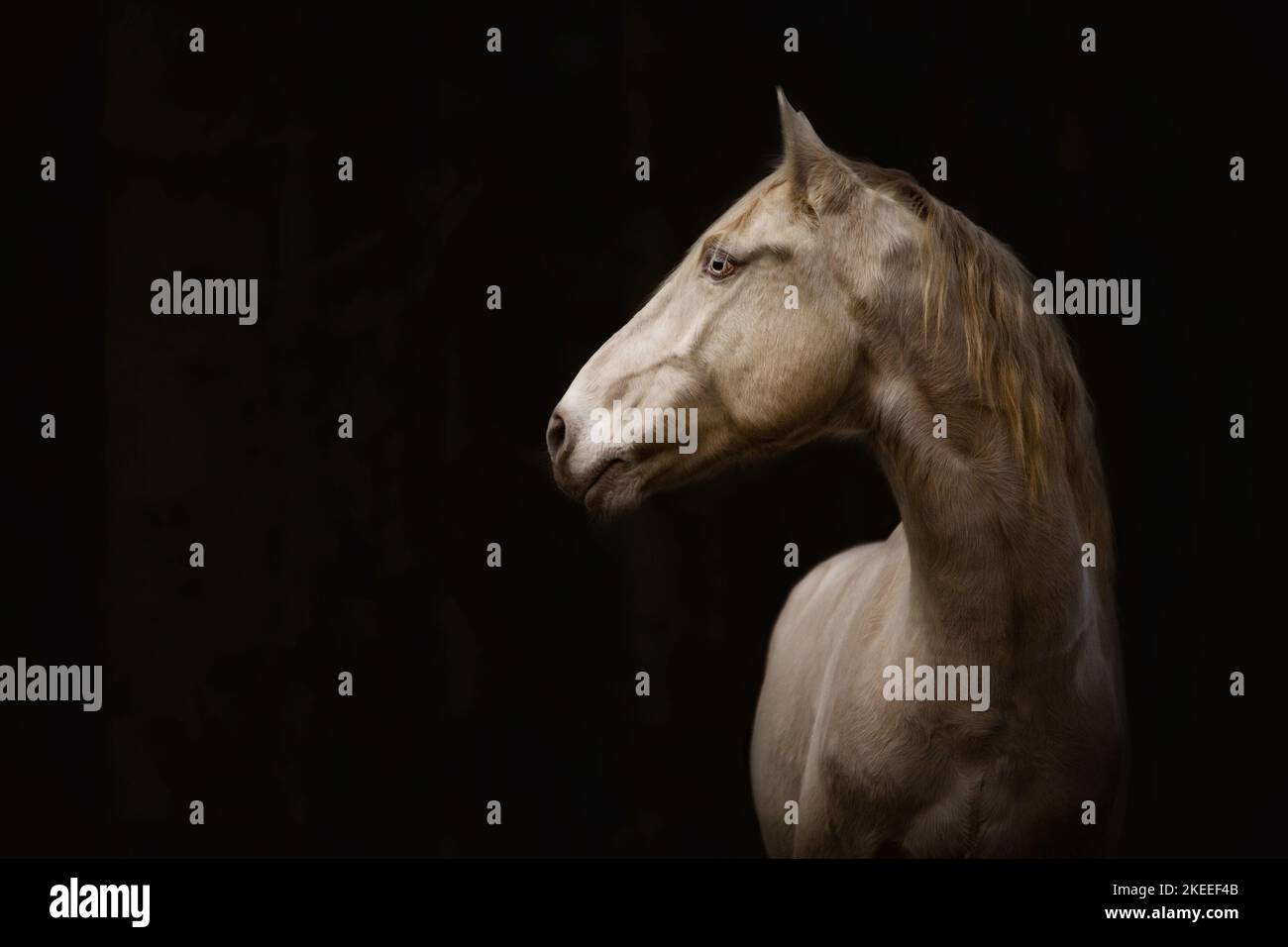 Lusitano horses heads hi-res stock photography and images - Alamy