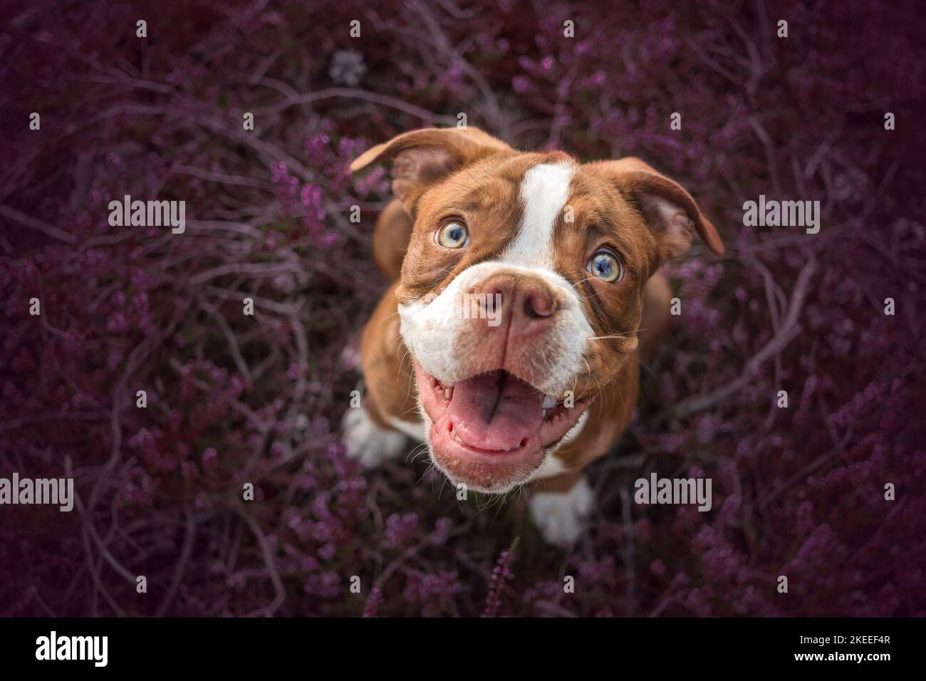 Olde English Bulldog Puppy Stock Photo - Alamy