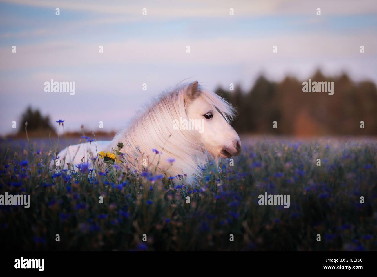 Shetland Pony Portrait Stock Photo - Alamy