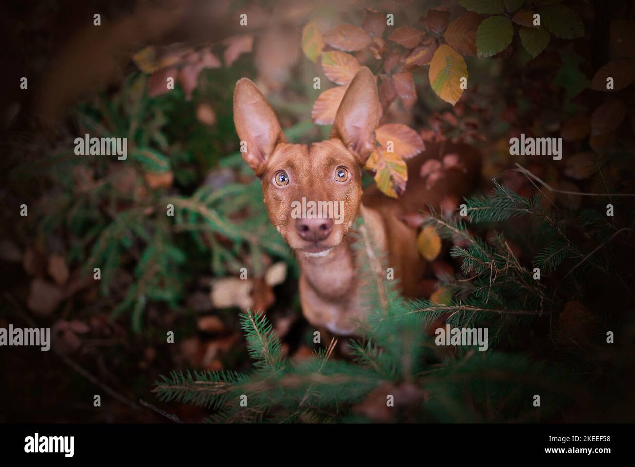 Podenco canario hunting dogs podenco hi-res stock photography and ...