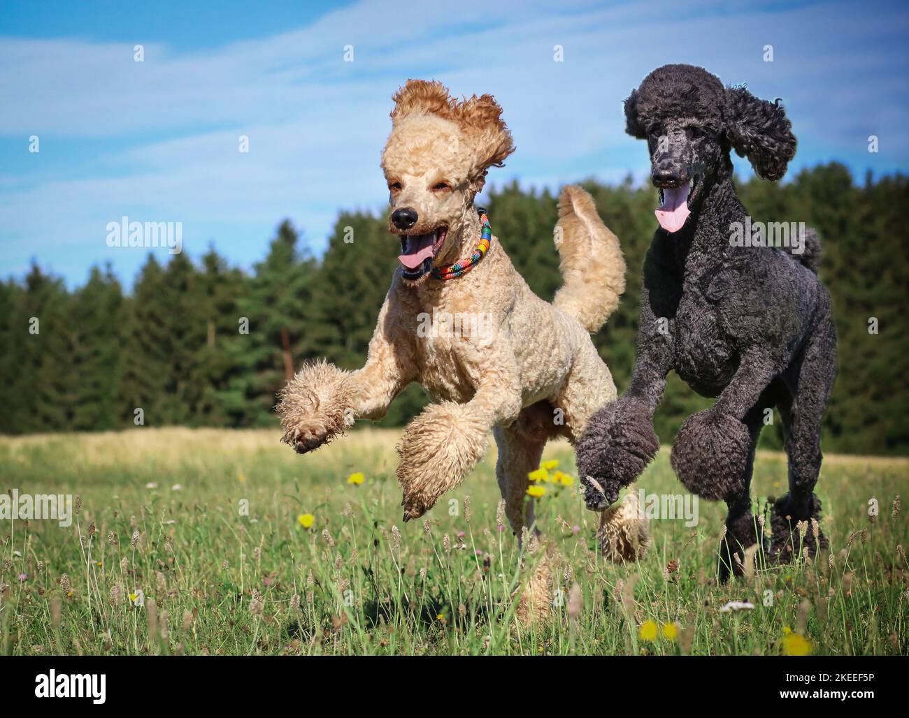Big royal poodle hi-res stock photography and images - Alamy