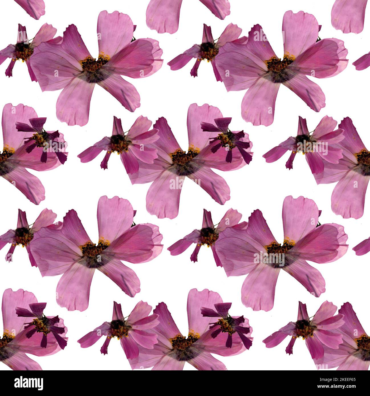 Herbarium pink flower pattern. Agriculture, eco friendly, organic farm ...