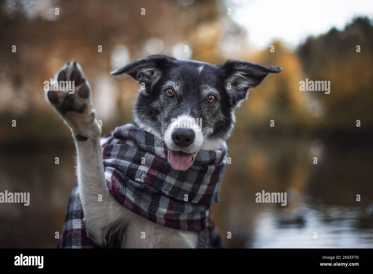 Border collie in the fall at river hi-res stock photography and images ...