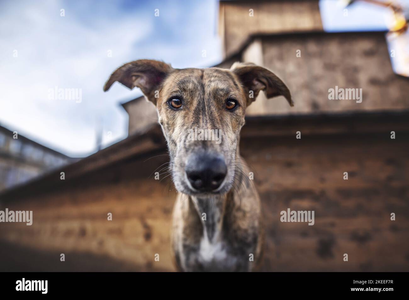 Smooth galgo hi-res stock photography and images - Alamy