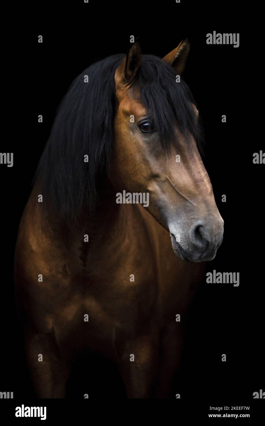 Lusitano horses heads hi-res stock photography and images - Alamy