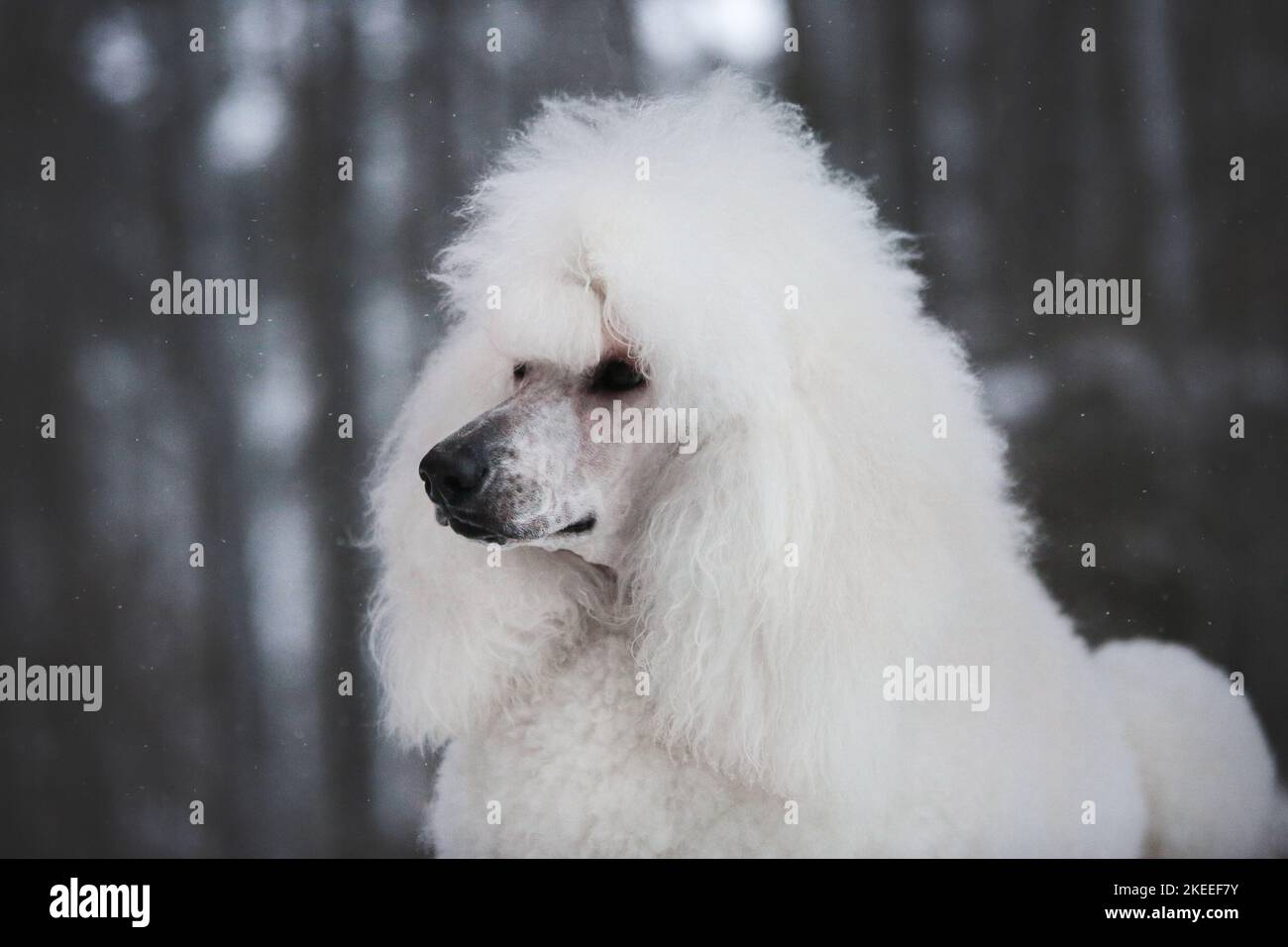 Giant Poodle Portrait Stock Photo - Alamy