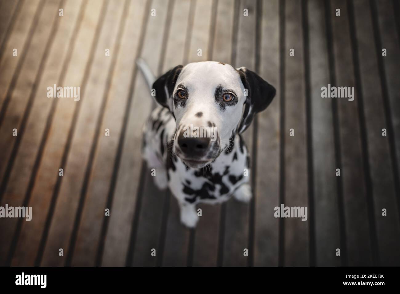 Dalmatian dog sitting looking up hi-res stock photography and images ...