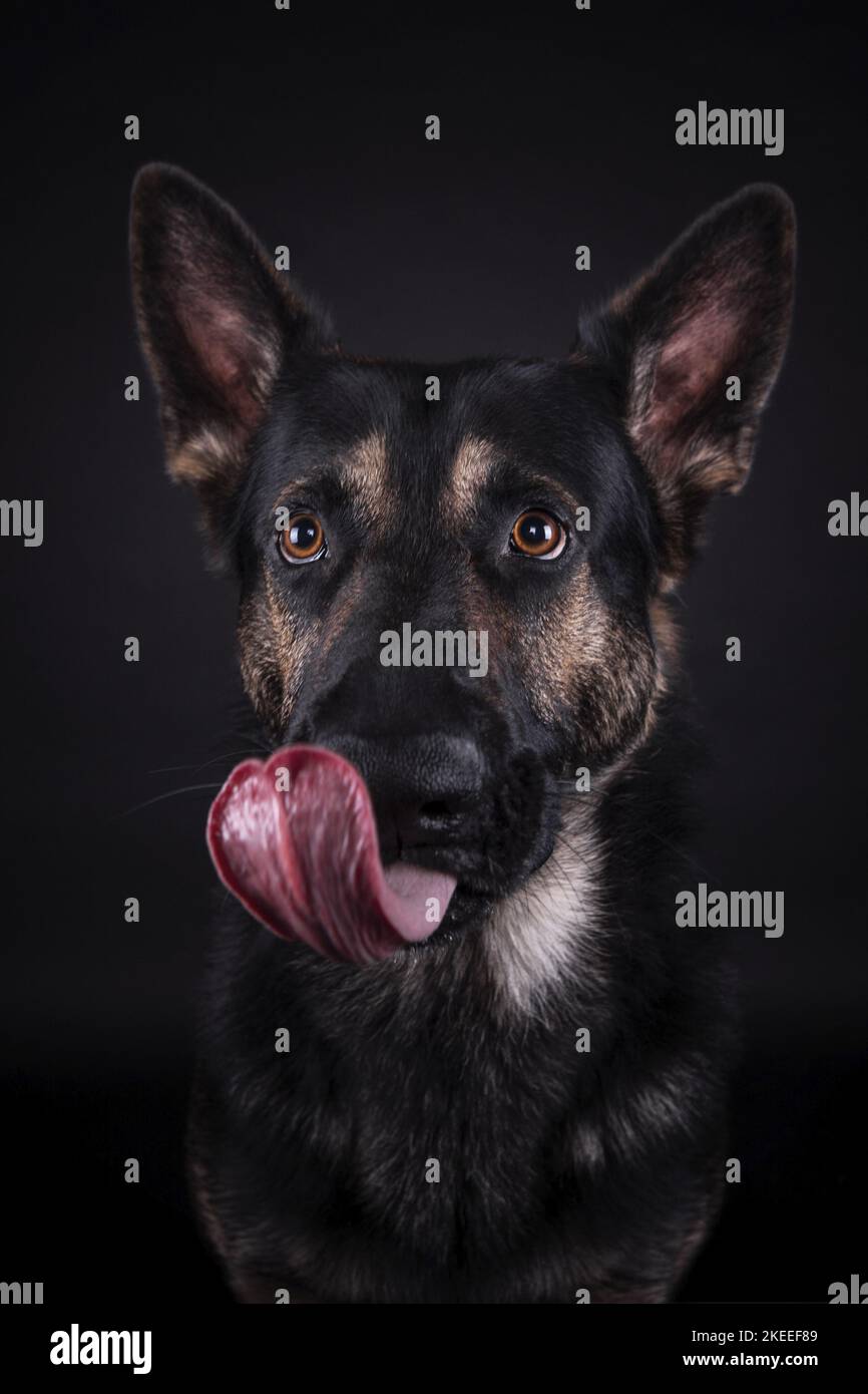 German Shepherd Dog portrait Stock Photo - Alamy