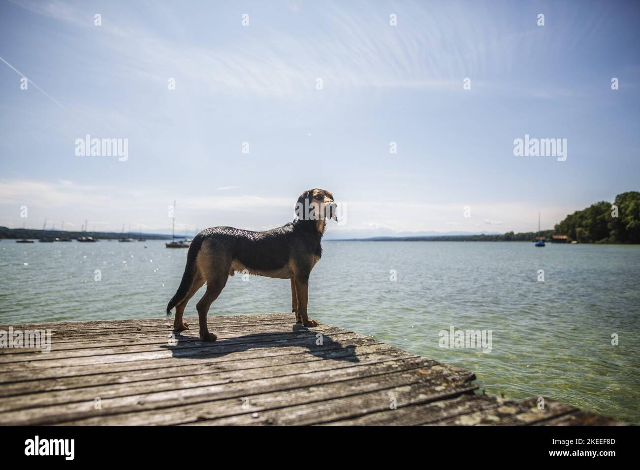 standing Tyrolean hound Stock Photo - Alamy