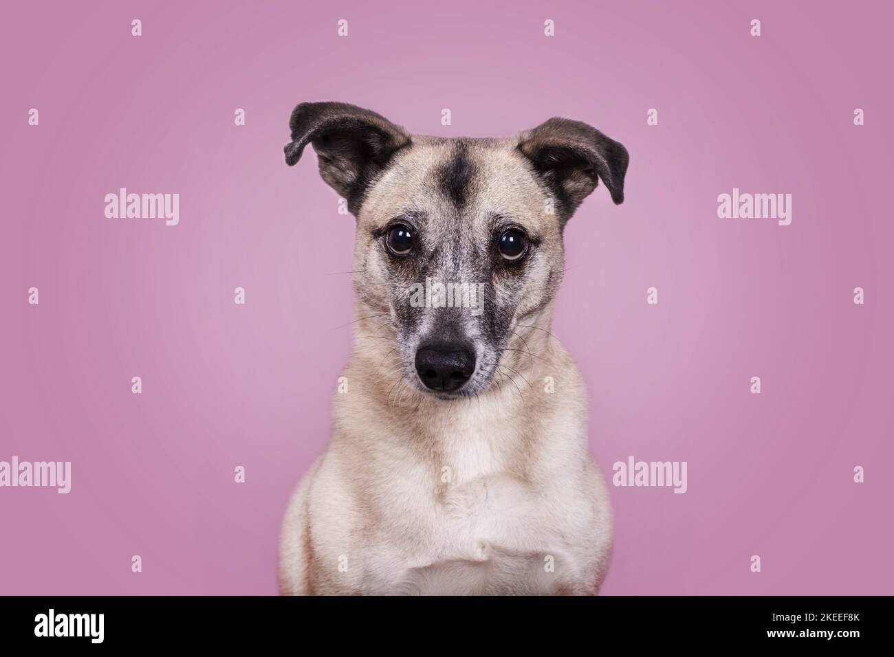 Mongrel rose hi-res stock photography and images - Alamy