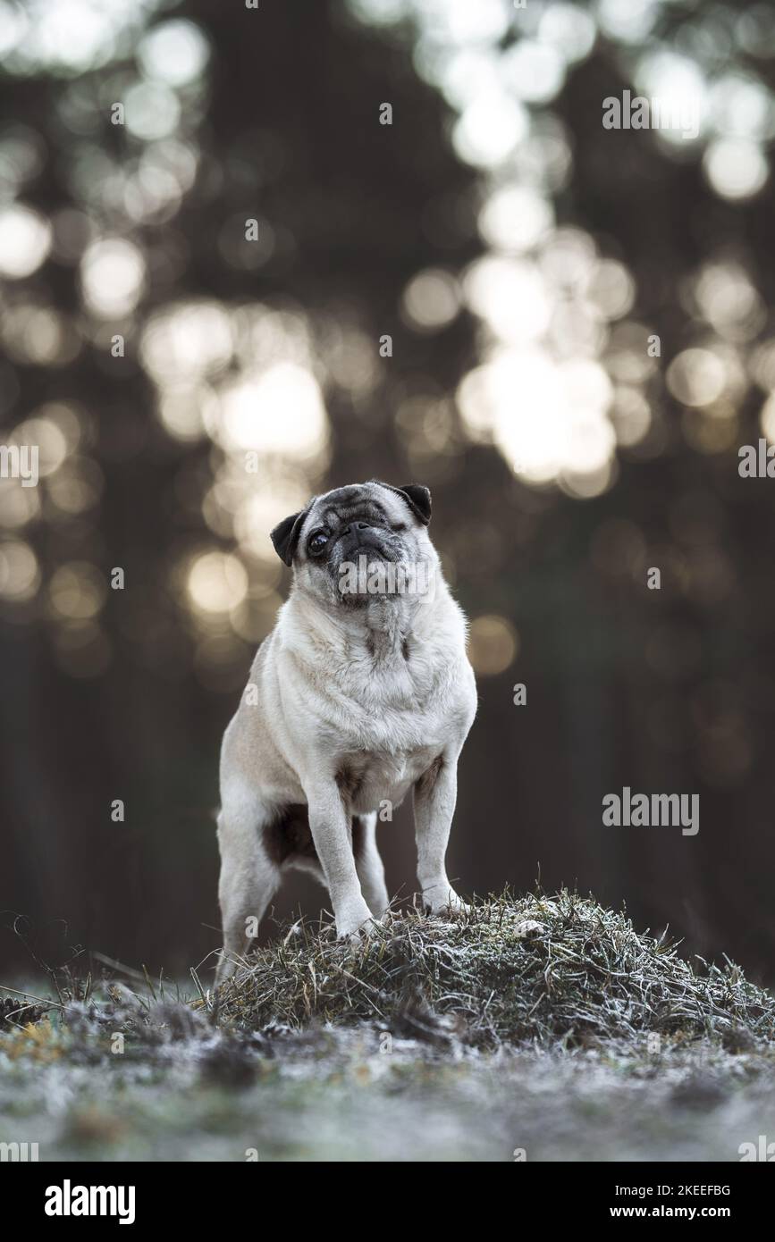 One eyed pug hi-res stock photography and images - Alamy
