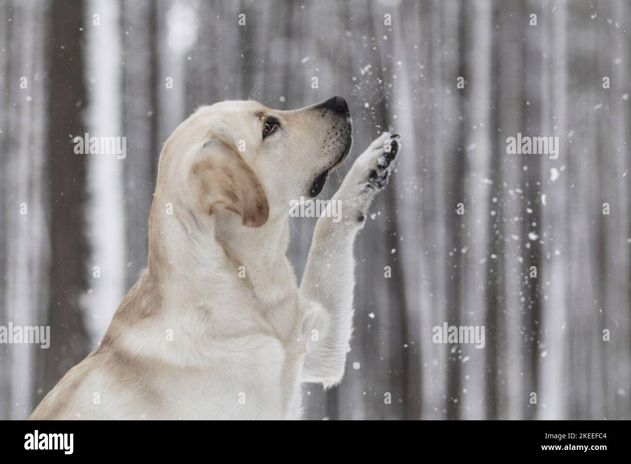 Labrador giving paw hi-res stock photography and images - Alamy