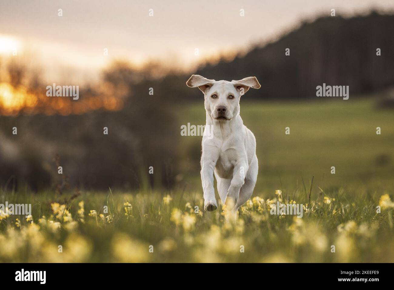 blonde Labrador Retriever Stock Photo - Alamy