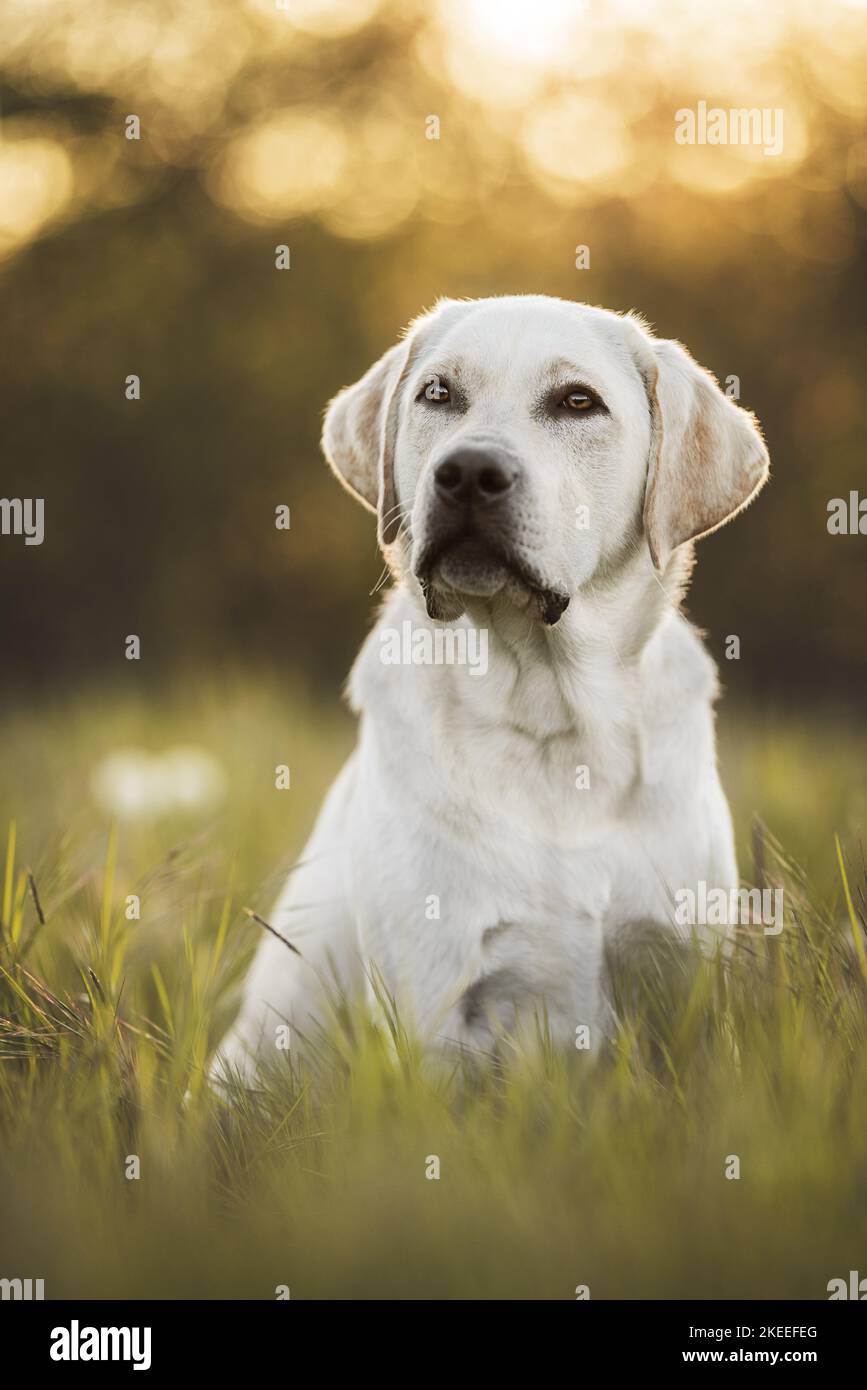 blonde Labrador Retriever Stock Photo - Alamy