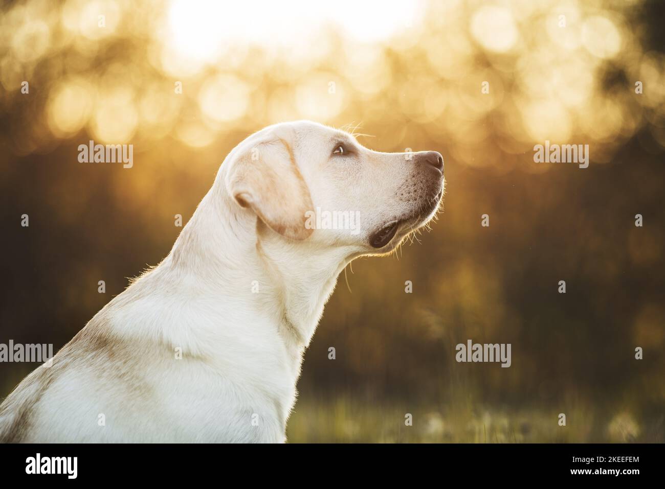 blonde Labrador Retriever Stock Photo - Alamy