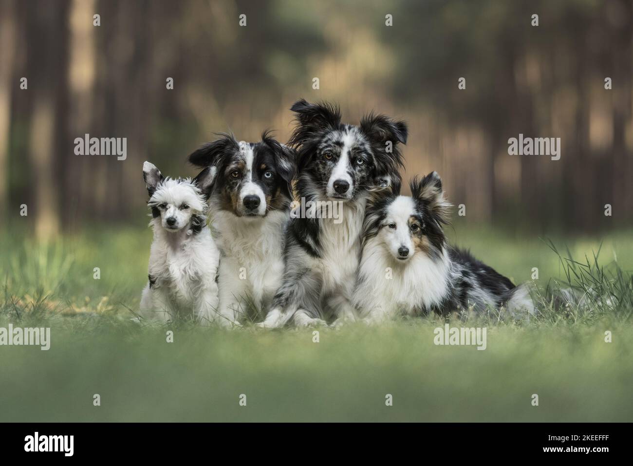 Chinese Crested Powderpuff, Australian Shepherd and Sheltie Stock Photo ...