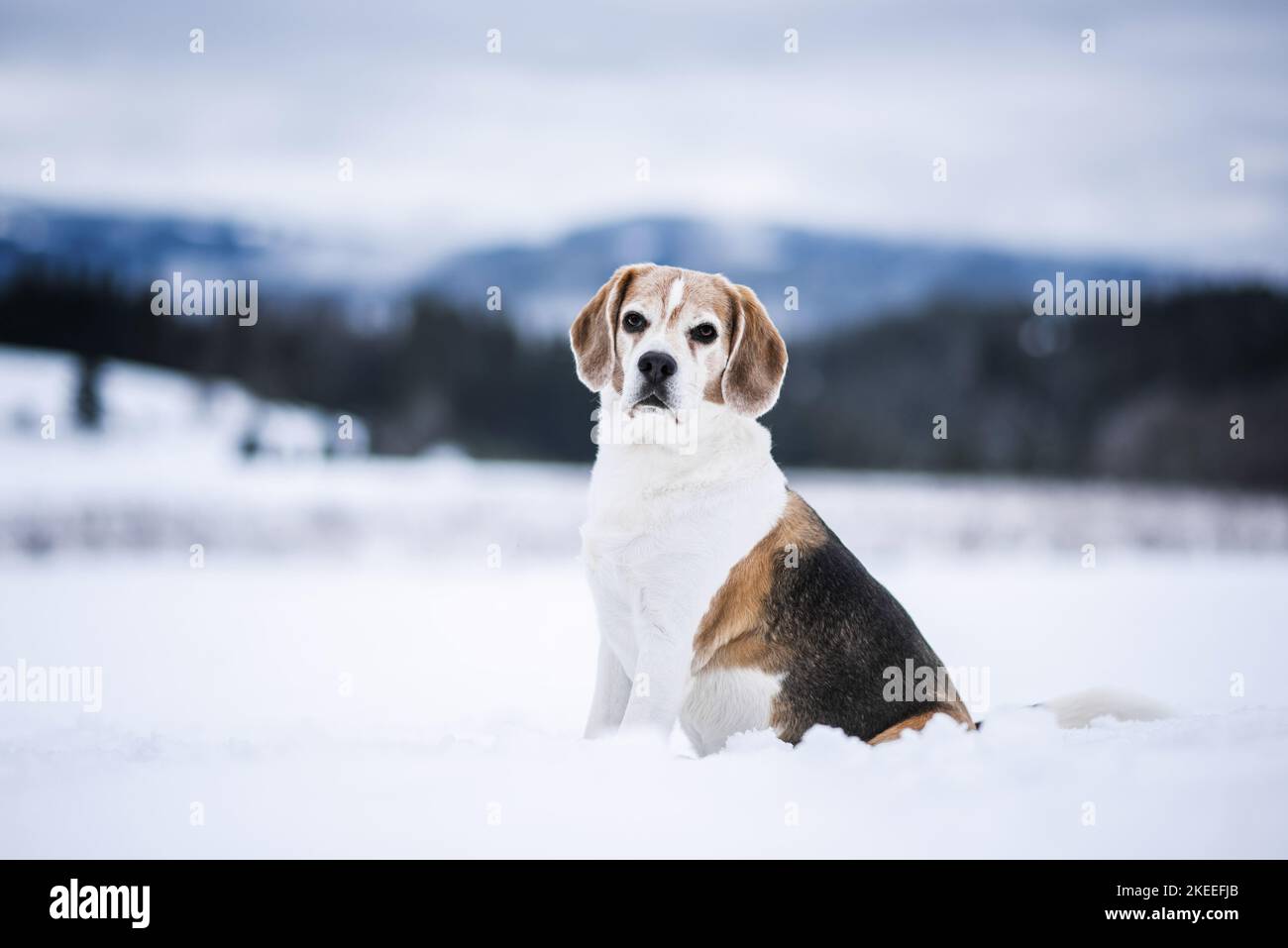 Beagle sitting snow hi-res stock photography and images - Alamy