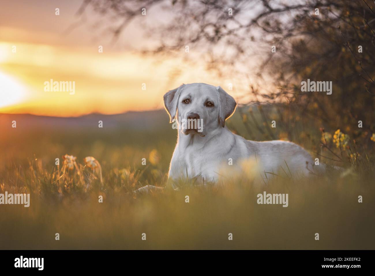 adult Labrador Retriever Stock Photo - Alamy