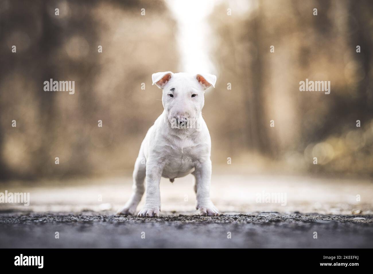 Miniature Bull Terrier Puppy Stock Photo - Alamy