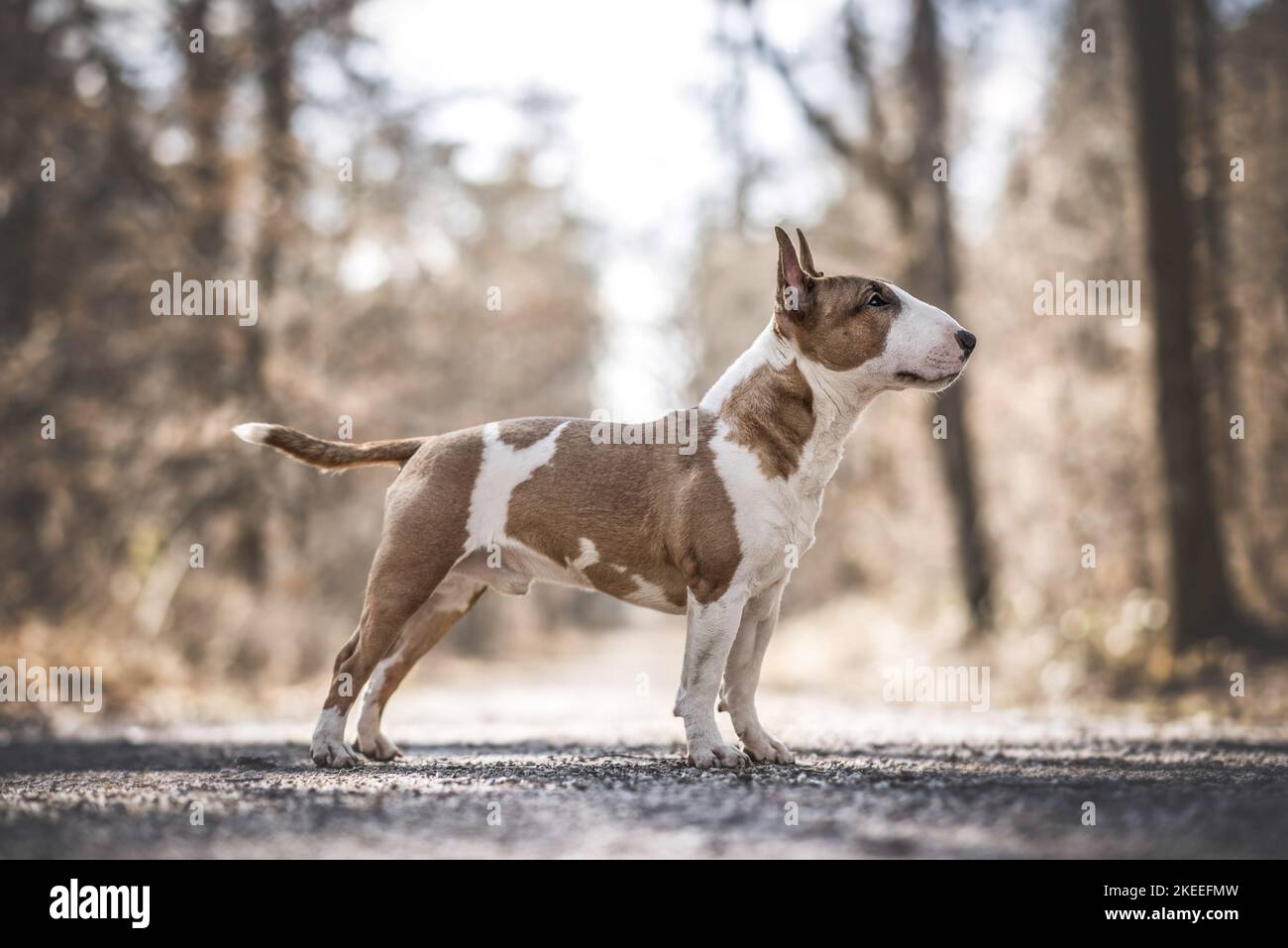 English bull terrier profile hi-res stock photography and images - Alamy