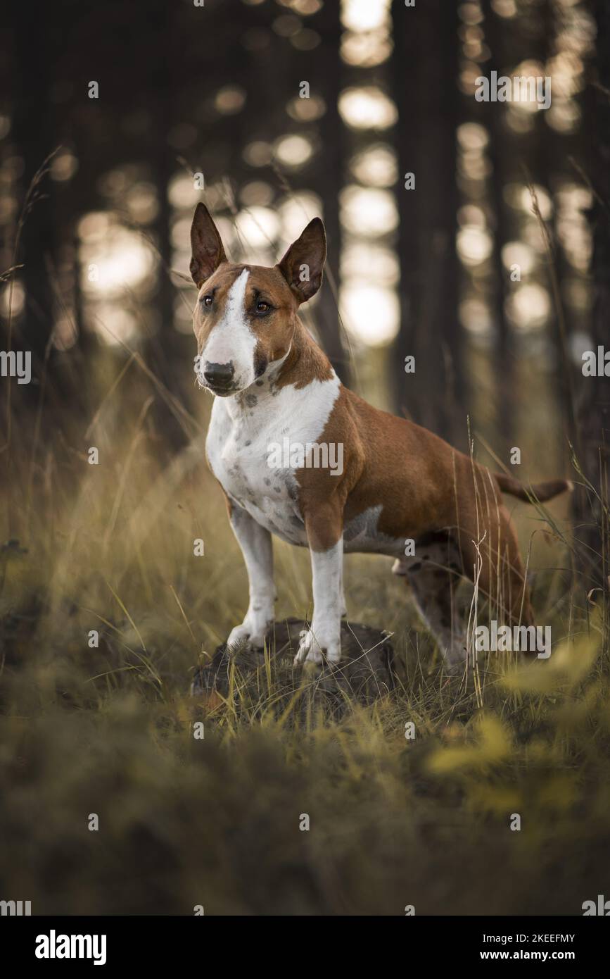 adult Miniature Bull Terrier Stock Photo - Alamy