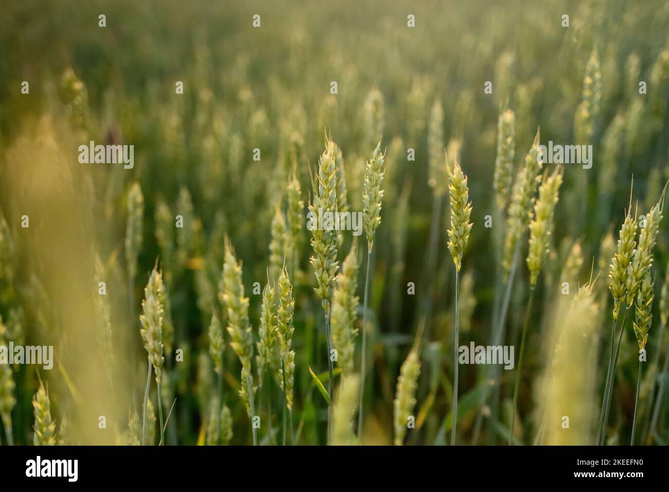 Green wheat against the background of Sunset. Beautiful summer ...