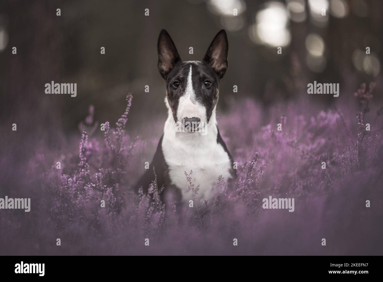 adult Miniature Bull Terrier Stock Photo - Alamy