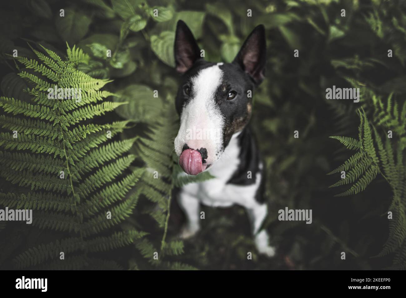 adult Miniature Bull Terrier Stock Photo - Alamy