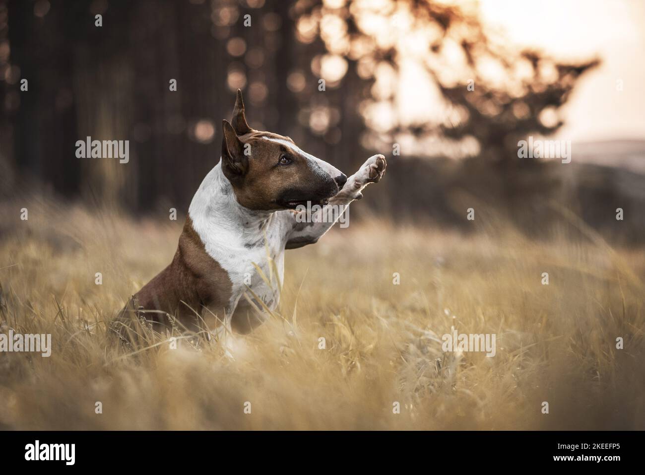 adult Miniature Bull Terrier Stock Photo - Alamy