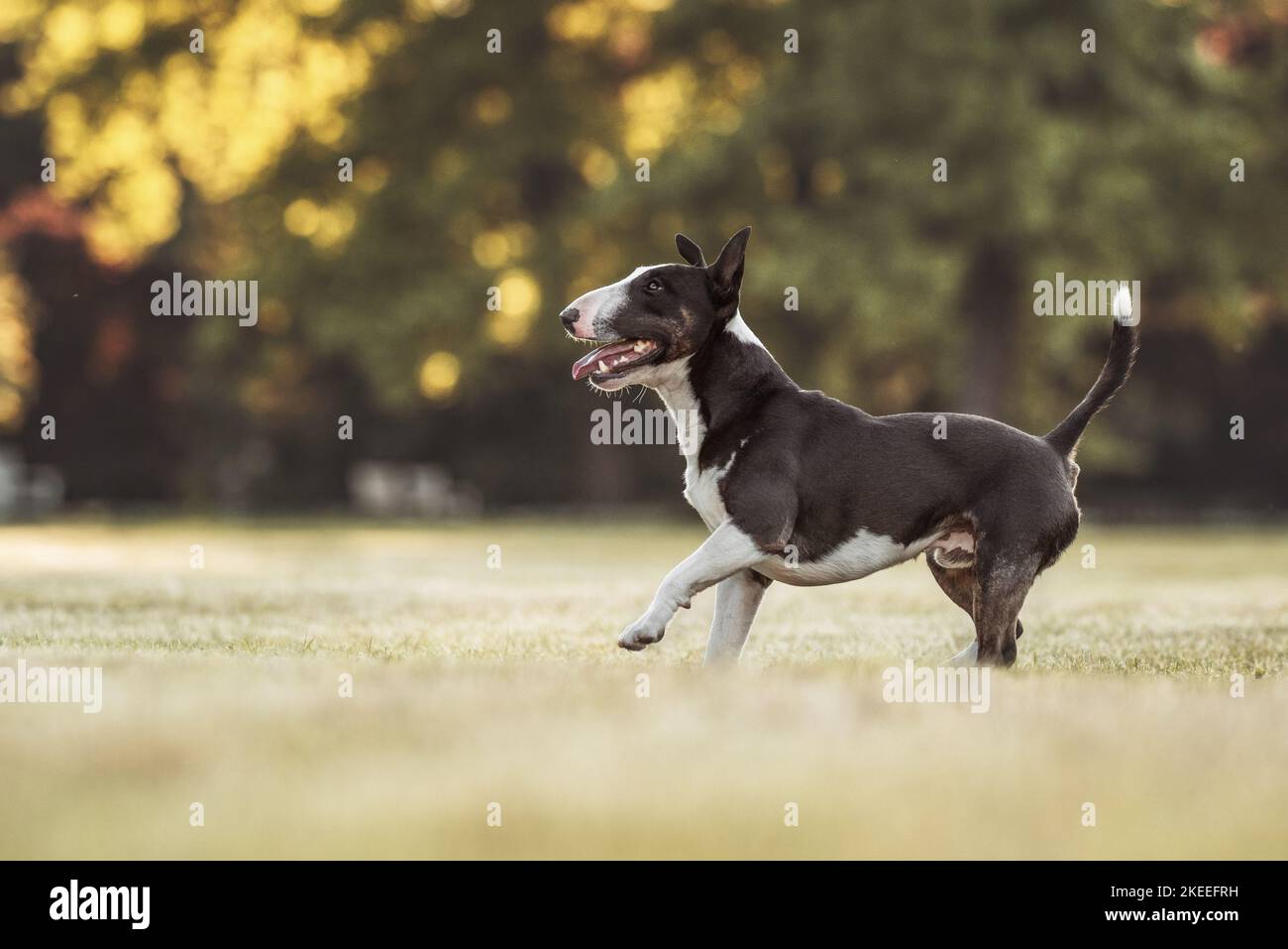 English bull terrier profile hi-res stock photography and images - Alamy