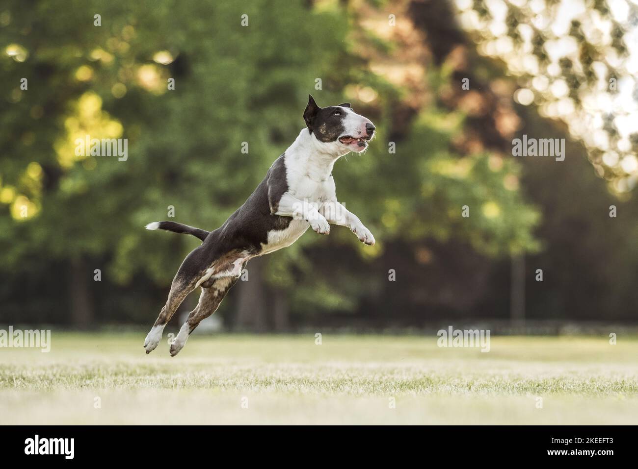 English bull terrier profile hi-res stock photography and images - Alamy