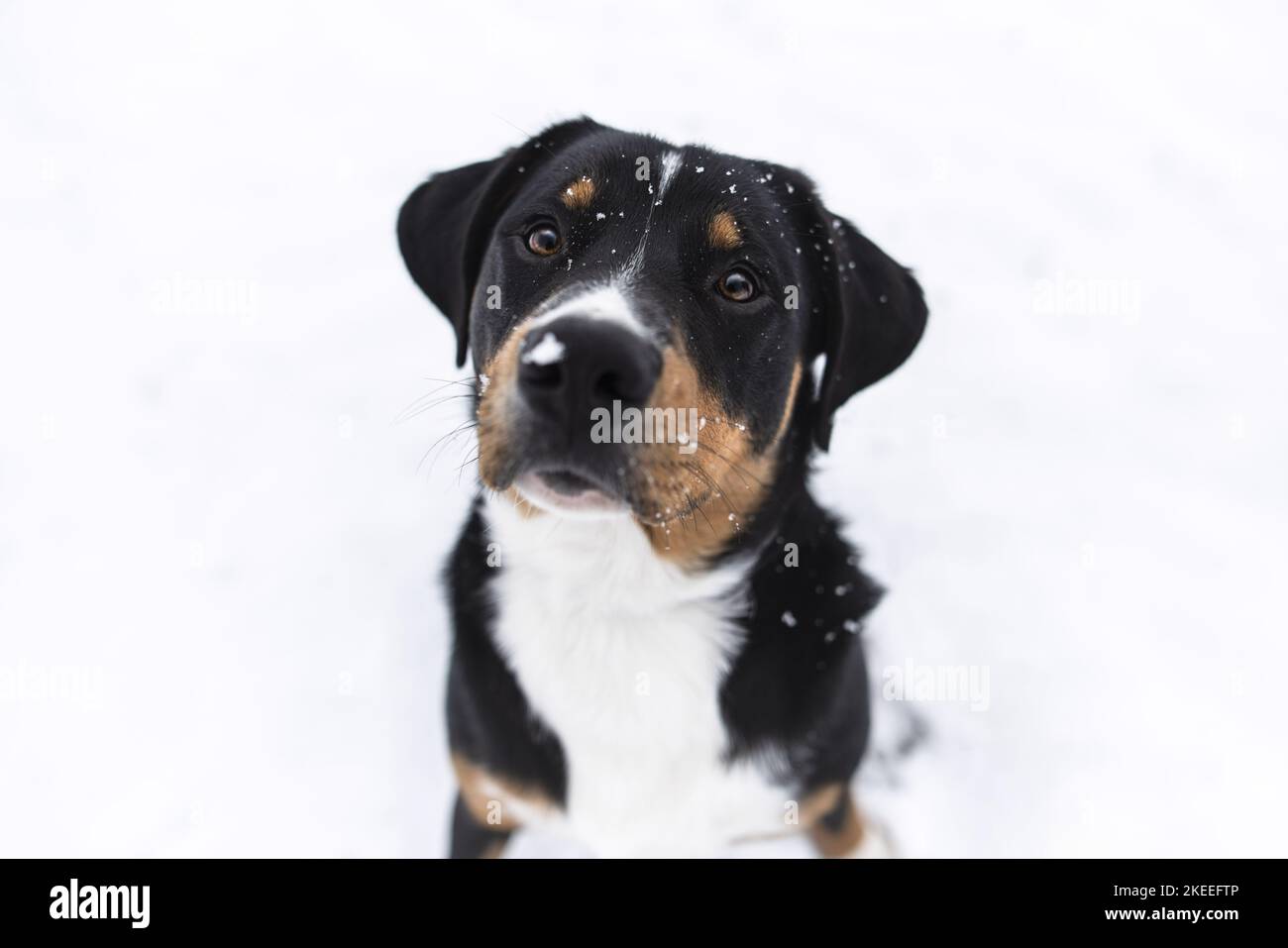 Entlebuch Mountain Dog in winter Stock Photo - Alamy