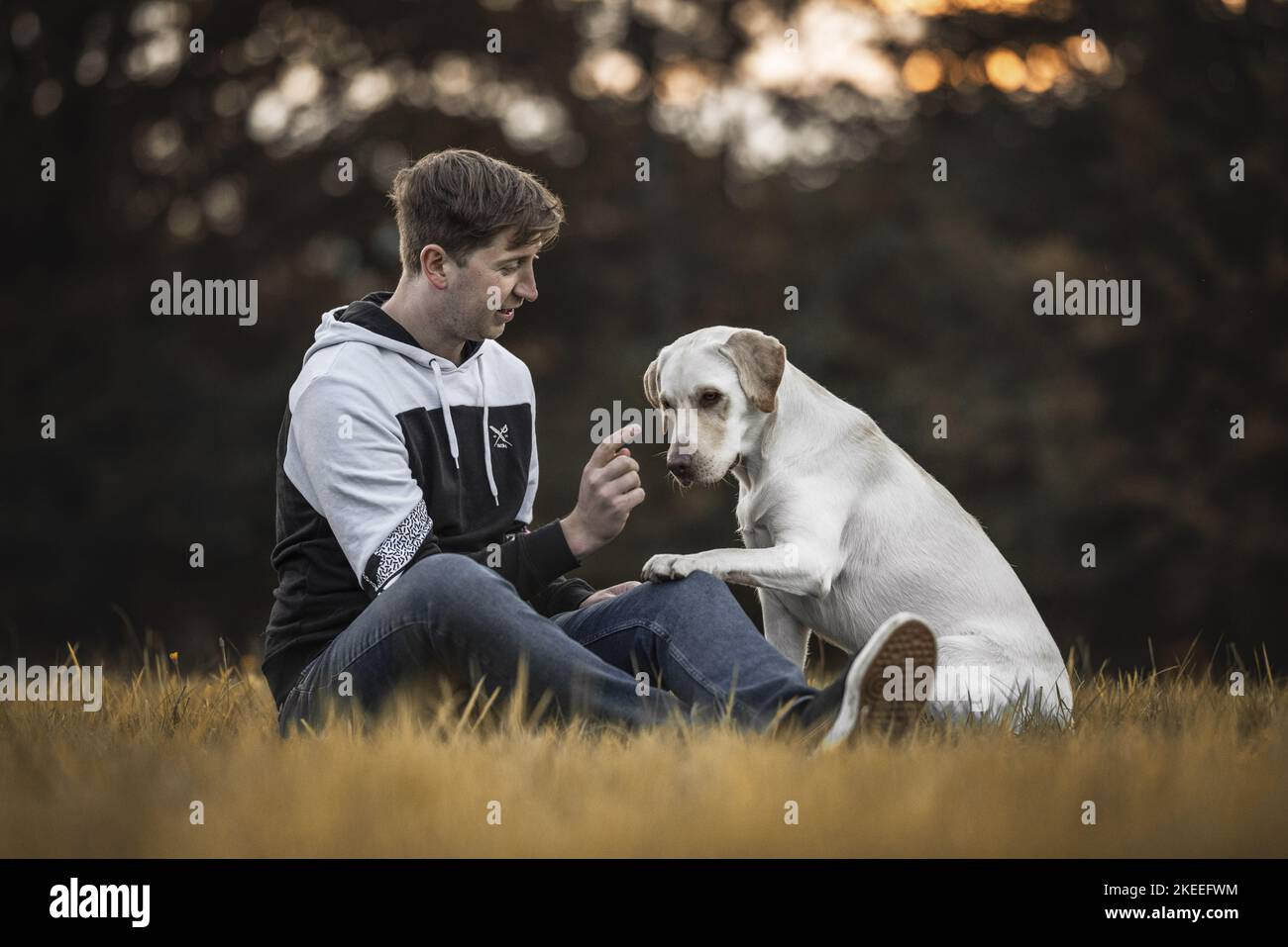 adult Labrador Retriever Stock Photo - Alamy
