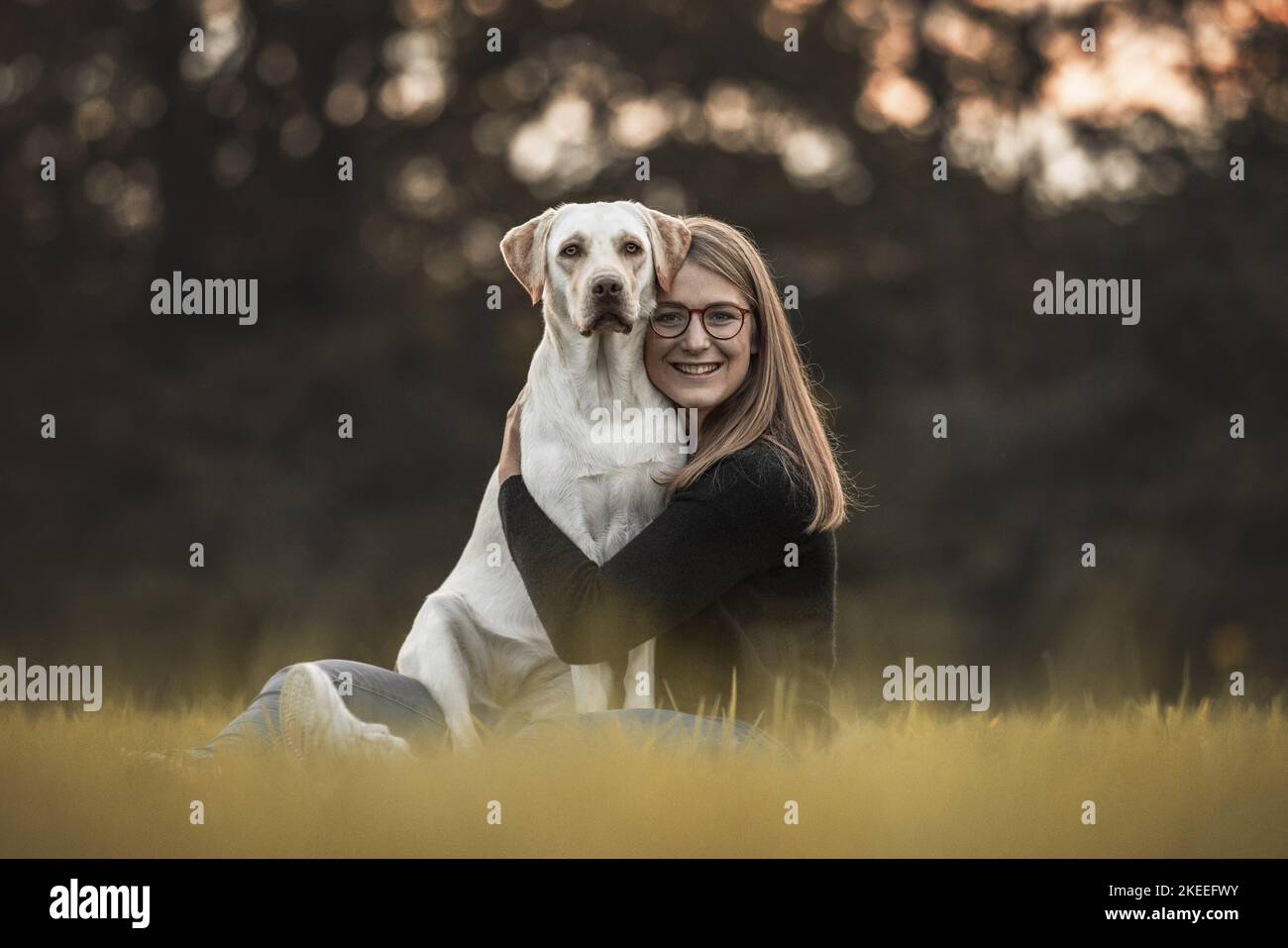 adult Labrador Retriever Stock Photo - Alamy