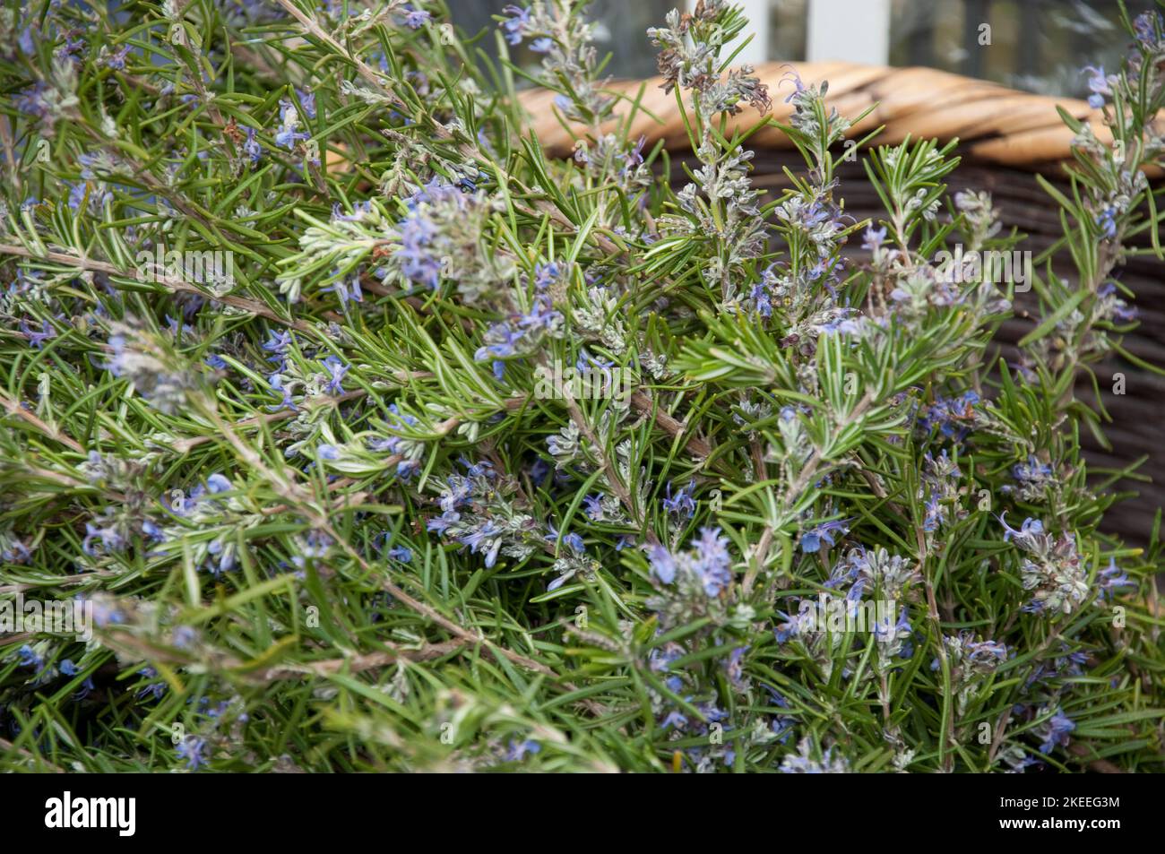 Flower rosemary hi-res stock photography and images - Alamy