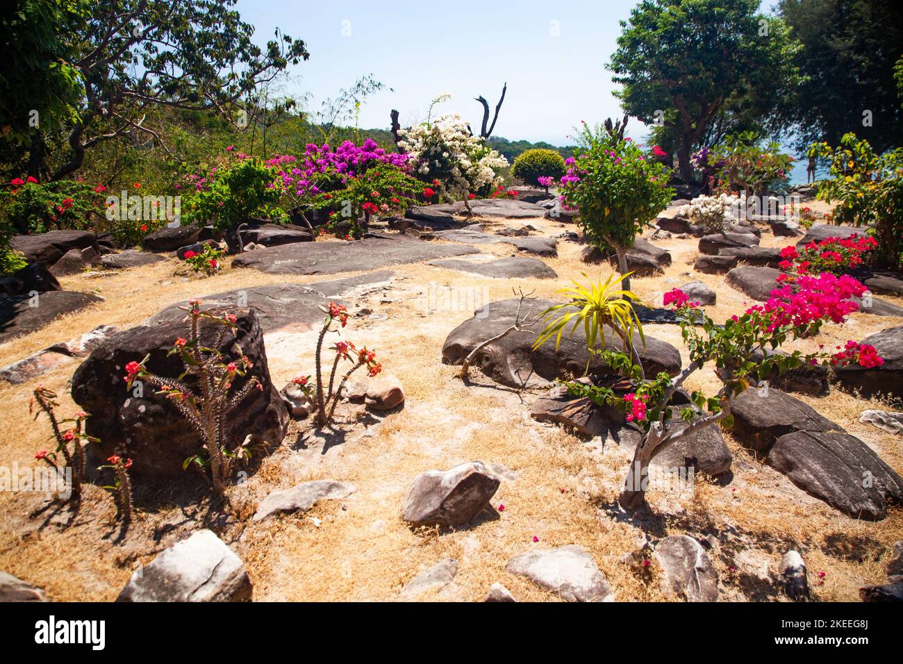 beautiful tropical garden with exotic plants Stock Photo - Alamy